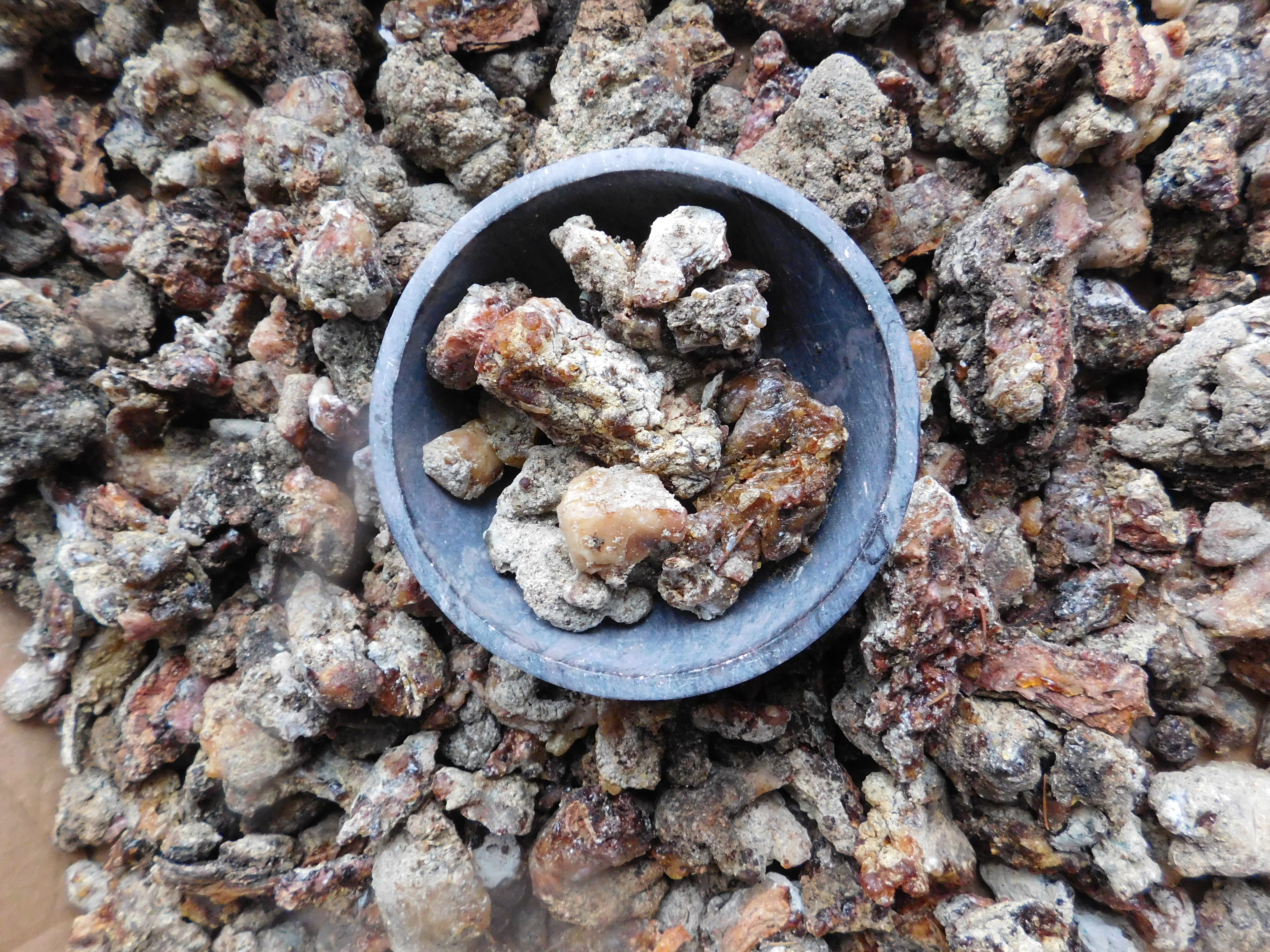 How to Harvest and Filter Spruce Resin Pitch | Traditional Method ...